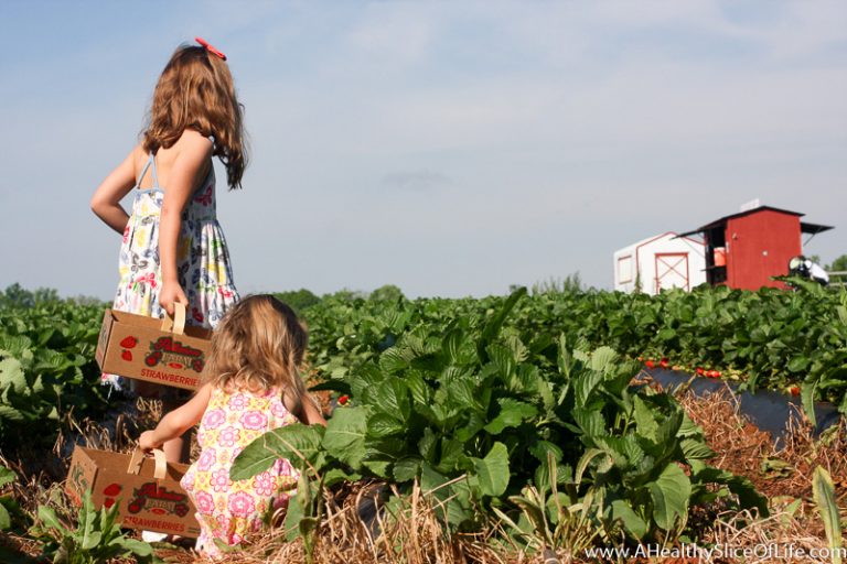 The Very Best Time To Go Strawberry Picking