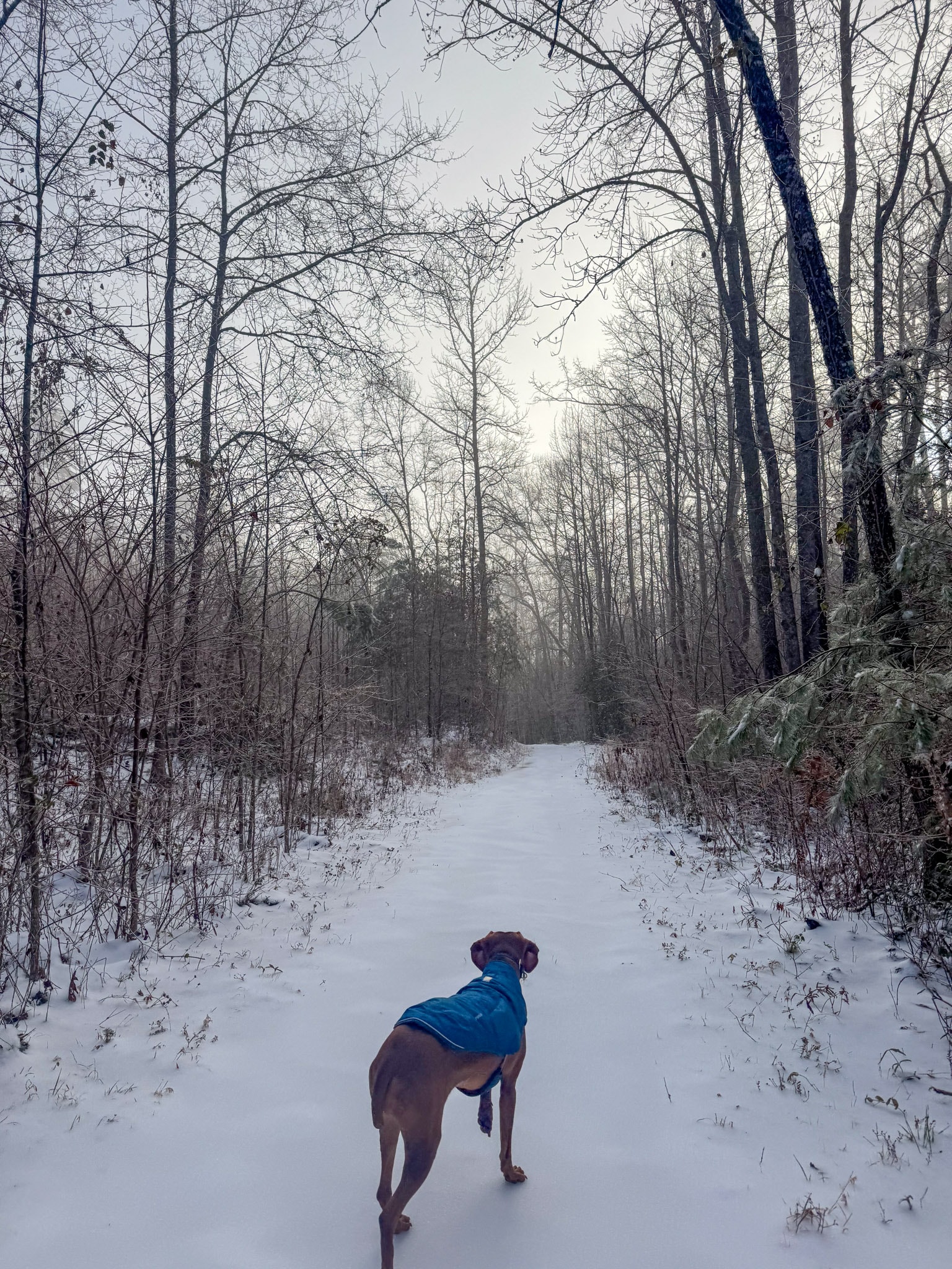 Southern SNOW - A Healthy Slice of Life
