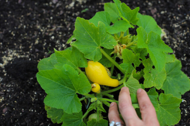 Spring Sundries - A Healthy Slice of Life