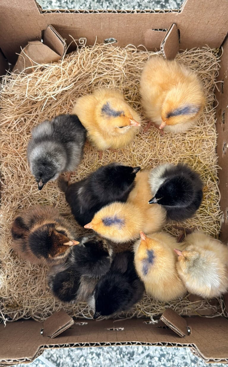 We have CHICKENS! - A Healthy Slice of Life