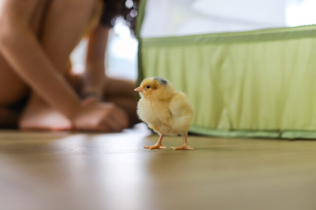 We have CHICKENS! - A Healthy Slice of Life