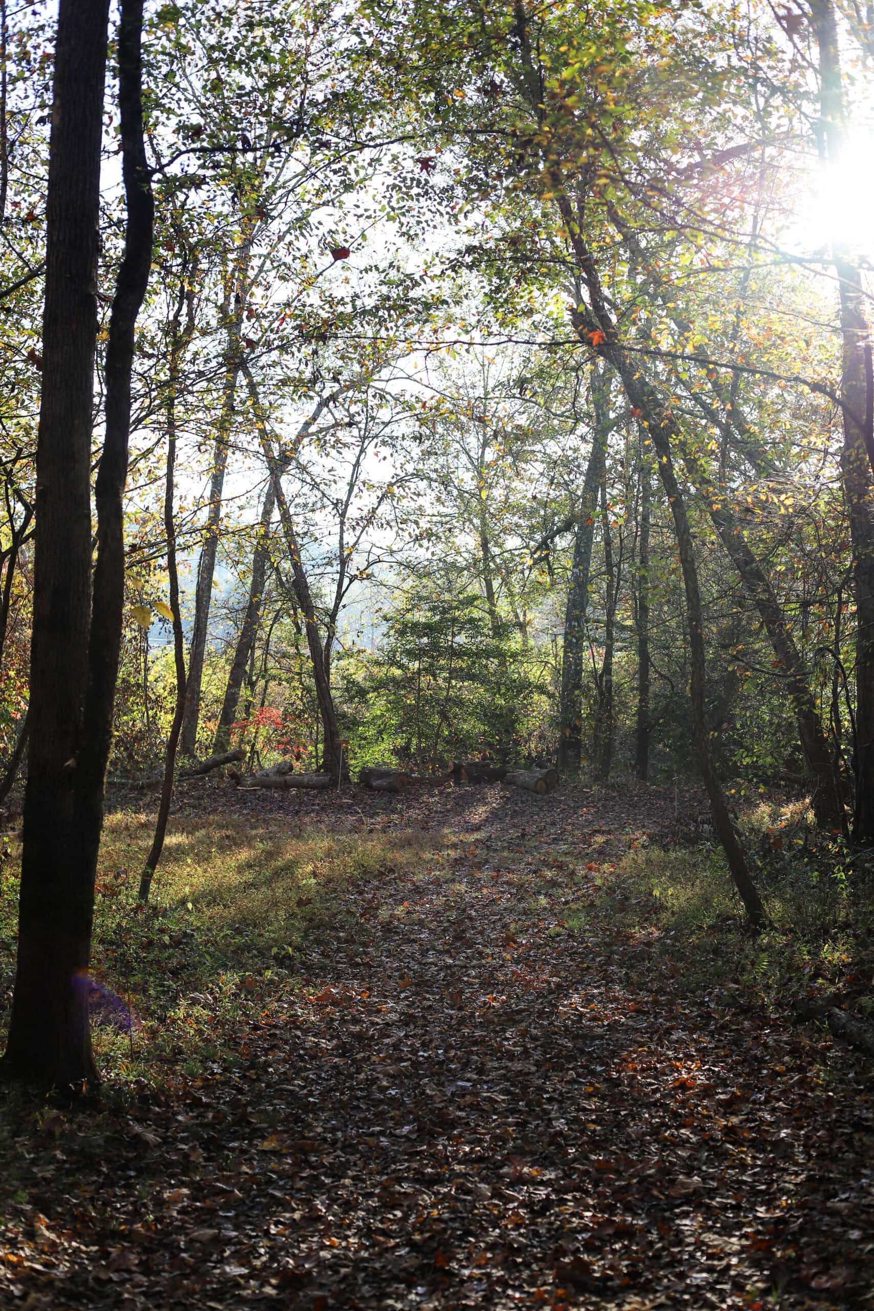 The Friday Five 10.24 - A Healthy Slice of Life