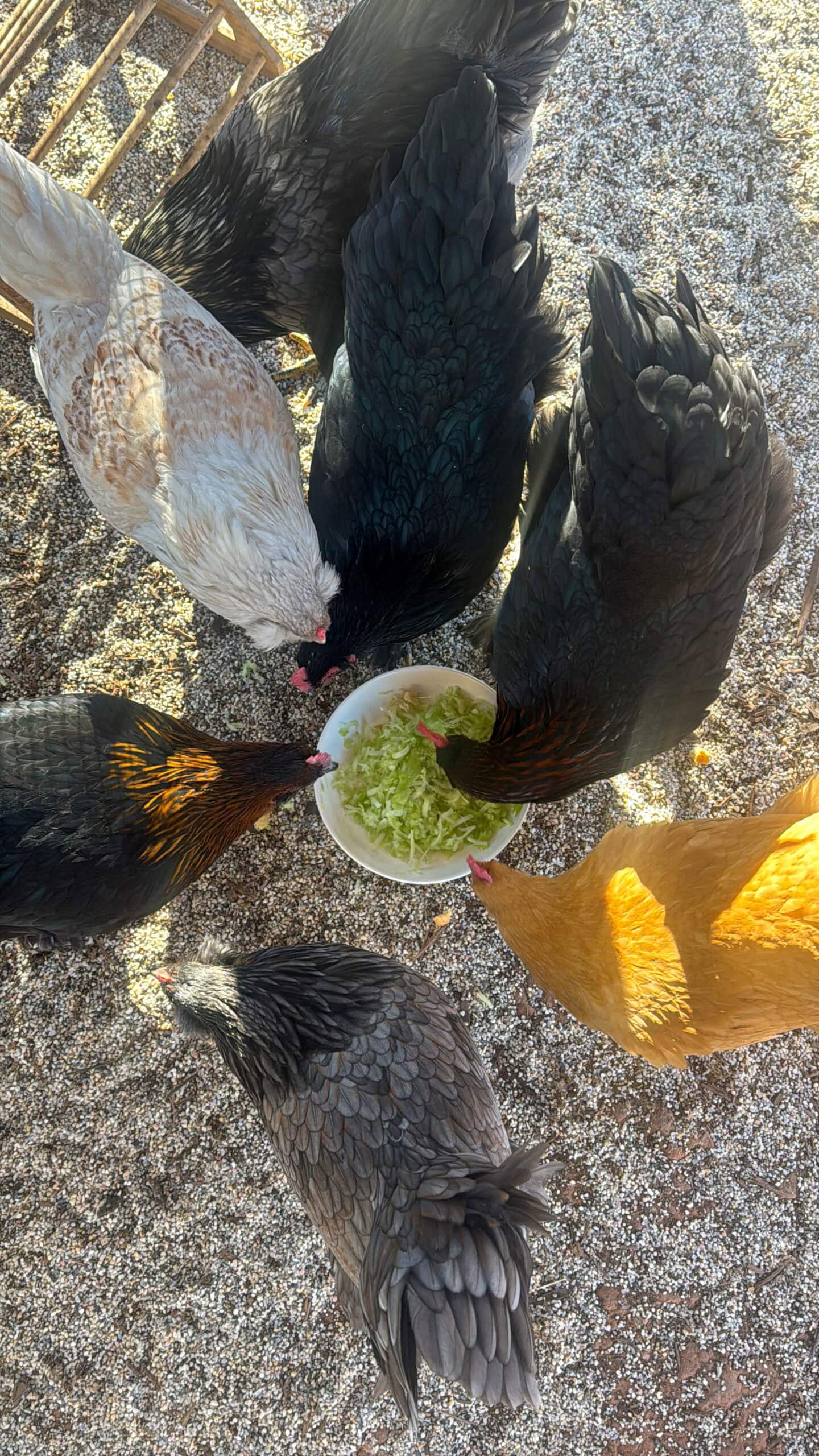 22 Week Old Chicken Update - A Healthy Slice of Life